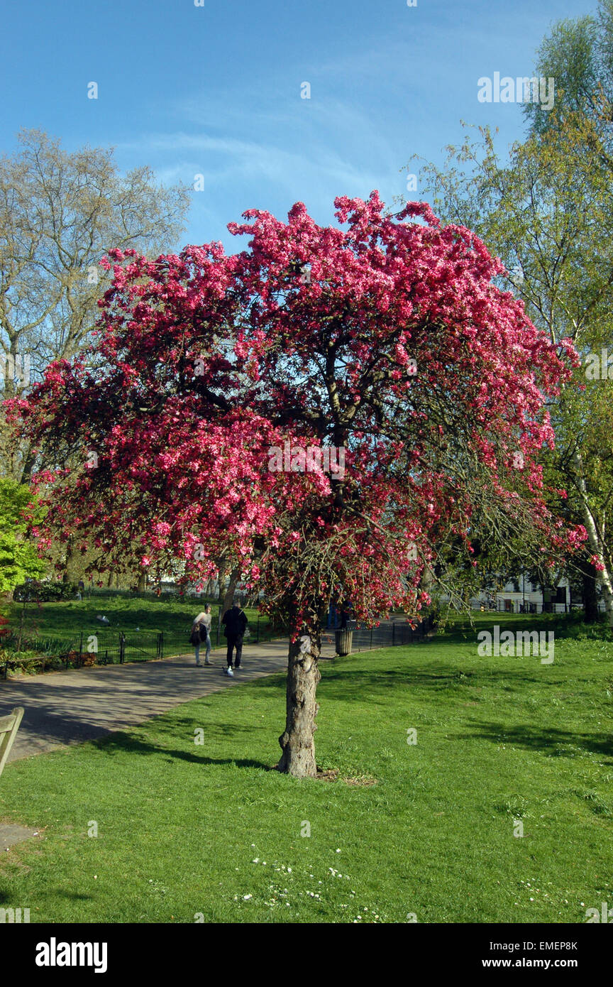 London, UK, 20 April 2015, Bright April sunshine brings to life the ...