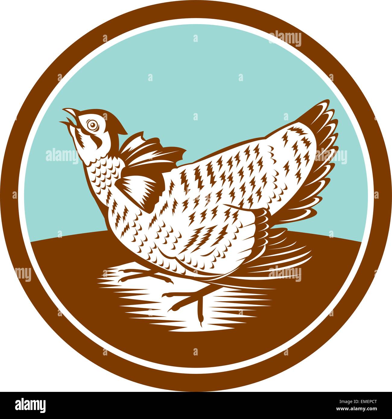 Lesser prairie chicken Stock Vector Images - Alamy