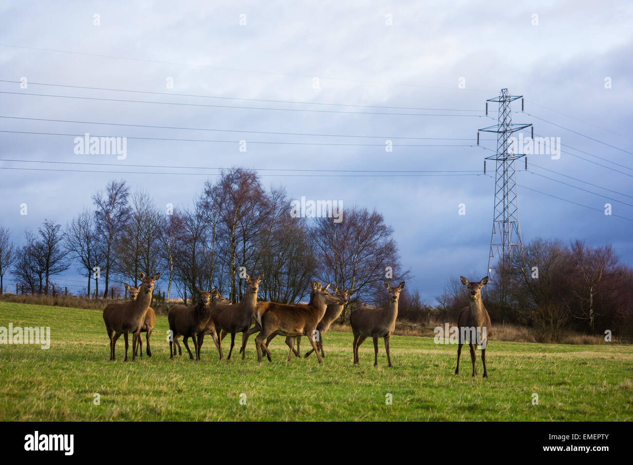 Pylon field hi-res stock photography and images - Alamy