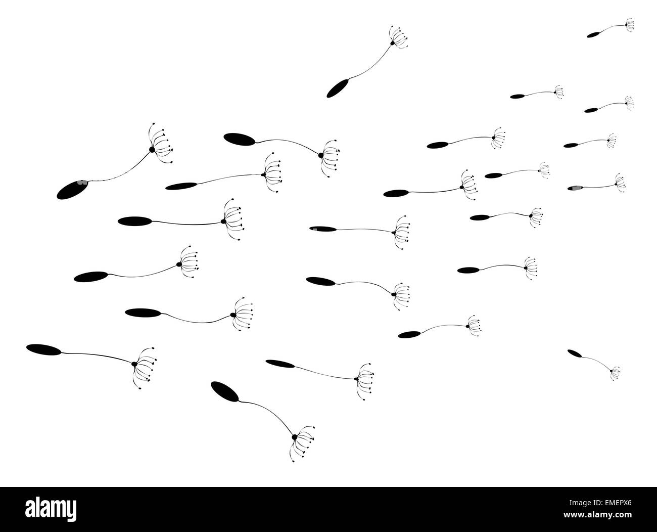 Blowing dandelion seeds Black and White Stock Photos & Images - Alamy