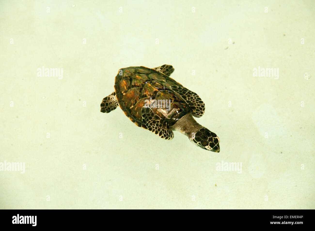 Rescued Hawksbill sea-turtles at rescue site on island of St Vincent in ...