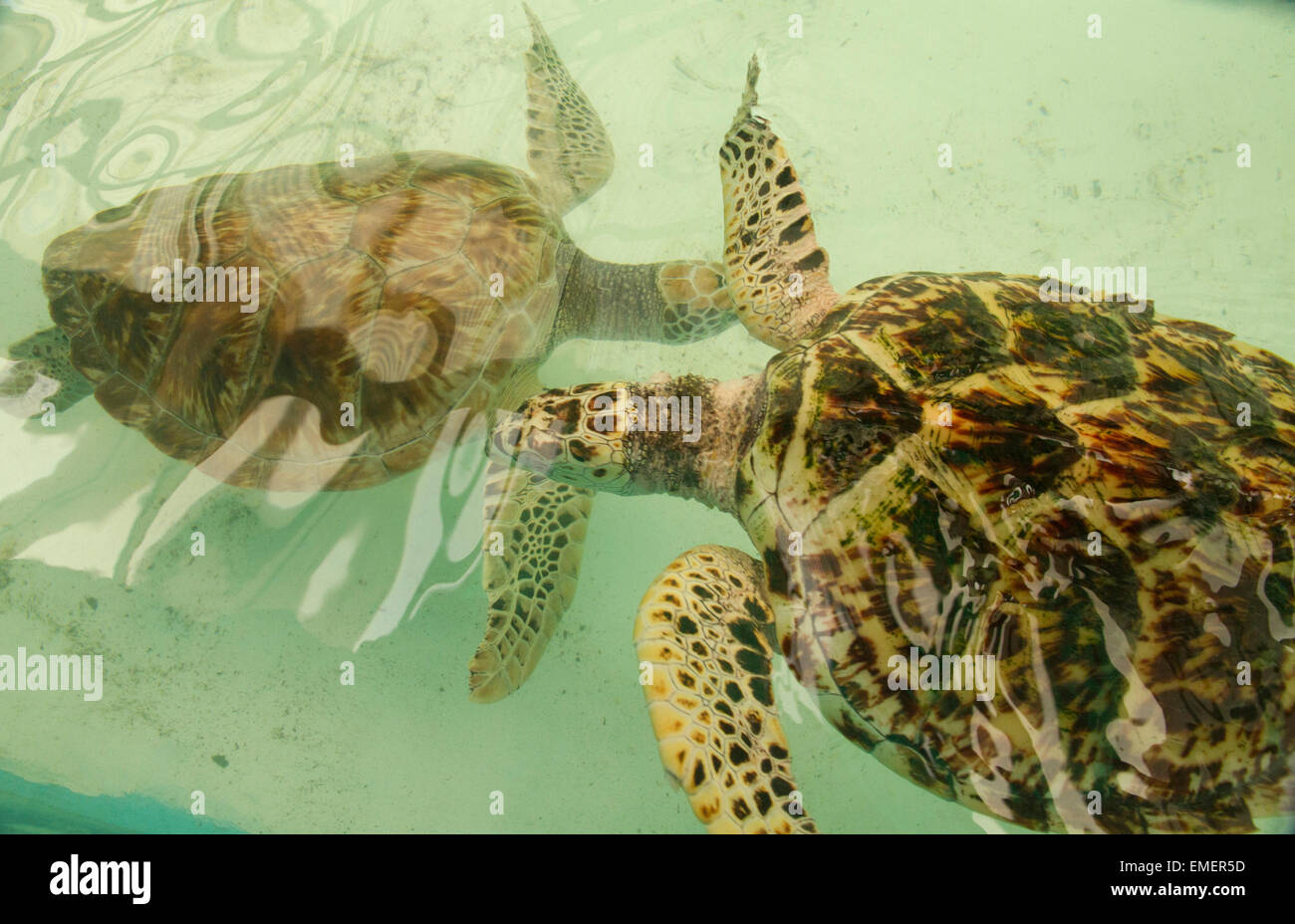 Rescued Hawksbill sea-turtles at rescue site on island of St Vincent in ...