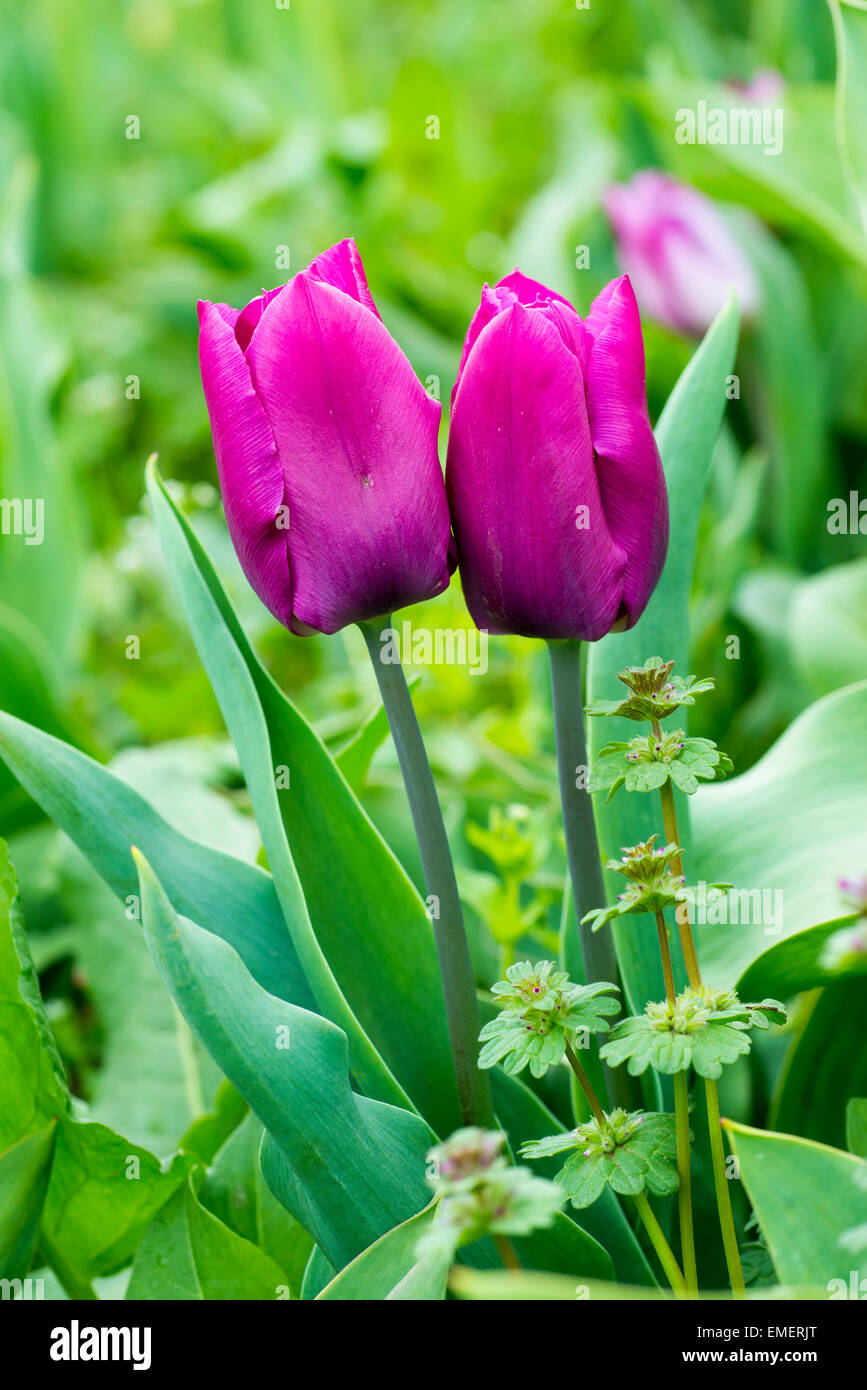 two purple tulips in the garden Stock Photo - Alamy
