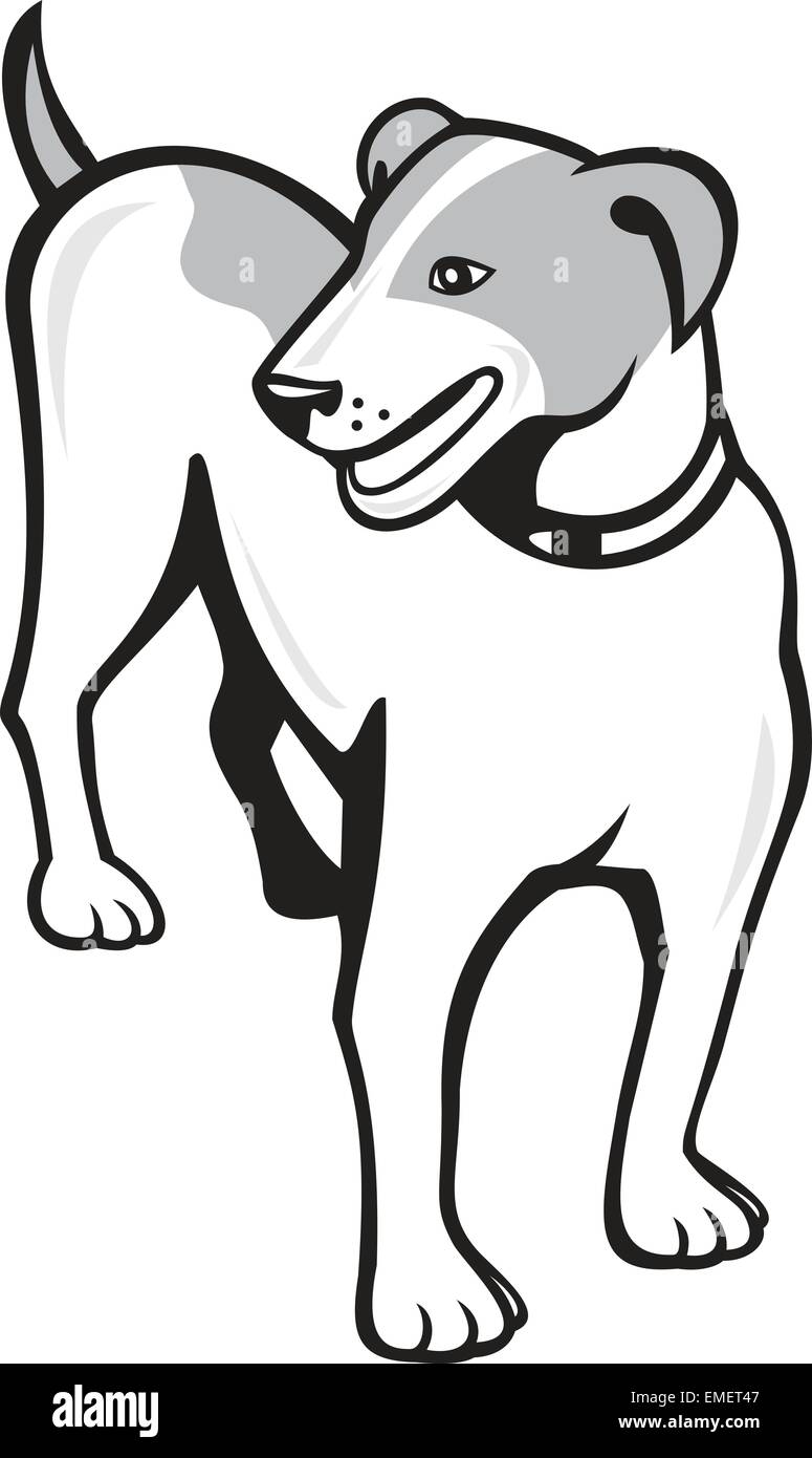 Jack russell white background Stock Vector Images - Alamy