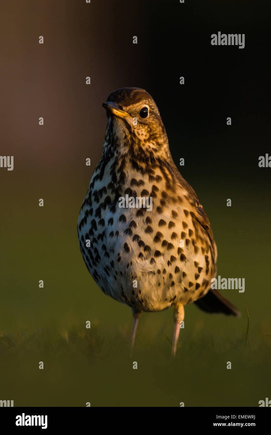 Thrush uk garden hi-res stock photography and images - Alamy