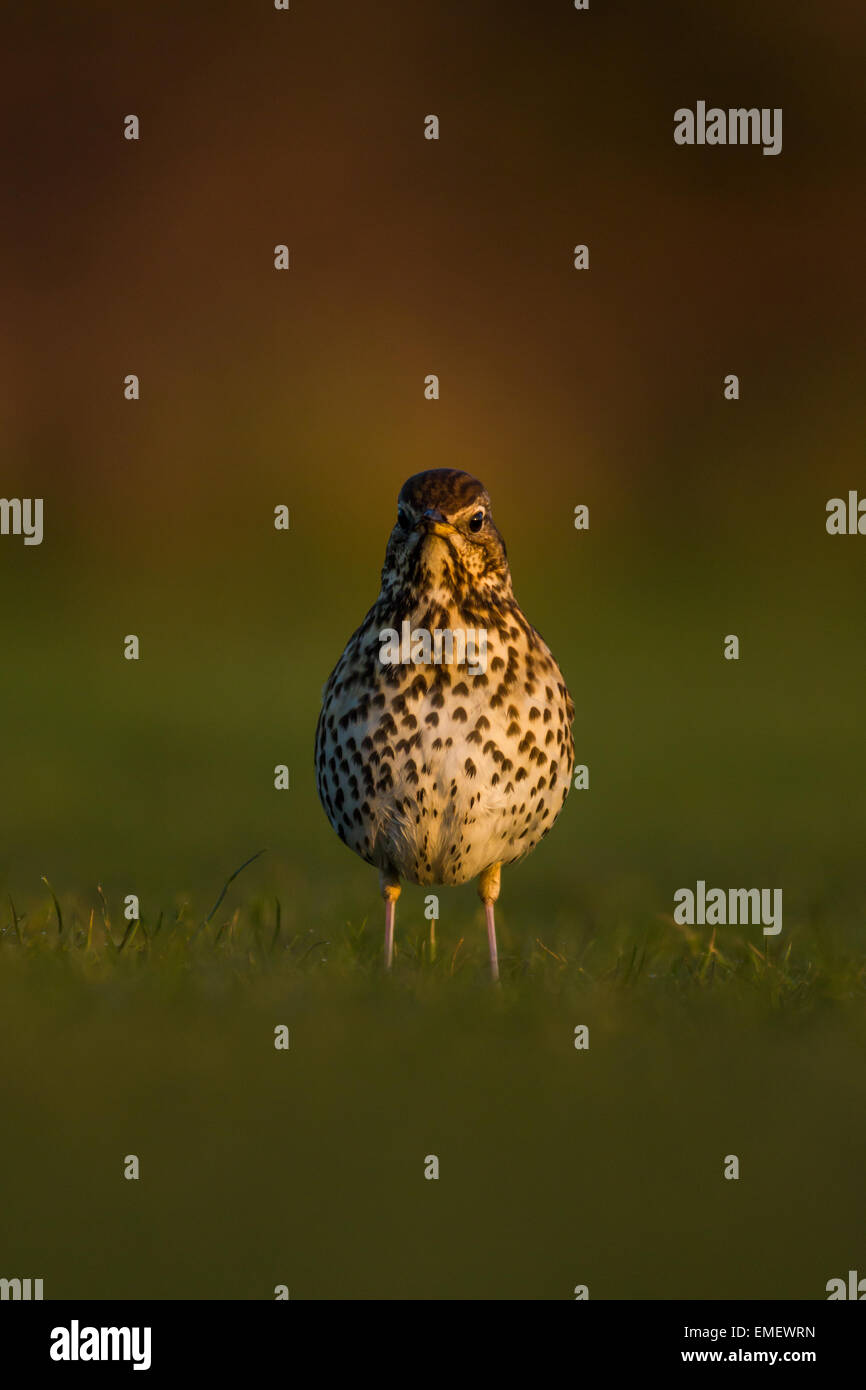 Thrush uk garden hi-res stock photography and images - Alamy