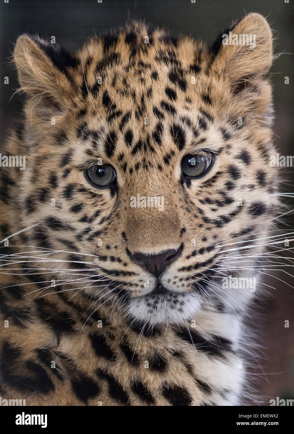 Female leopard face to face hi-res stock photography and images - Alamy