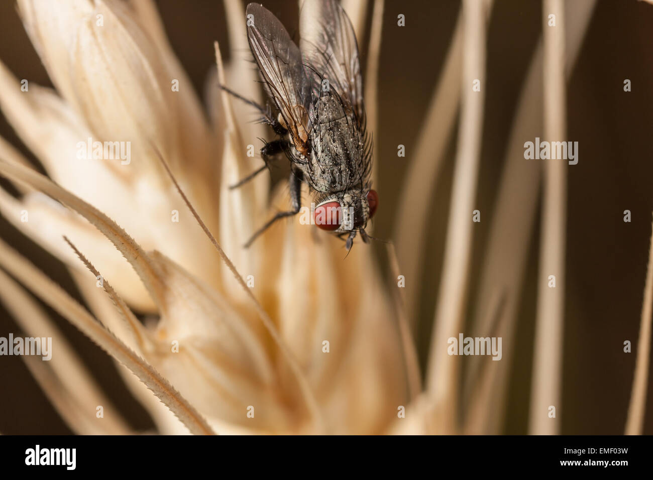 Fly on nose hi-res stock photography and images - Alamy
