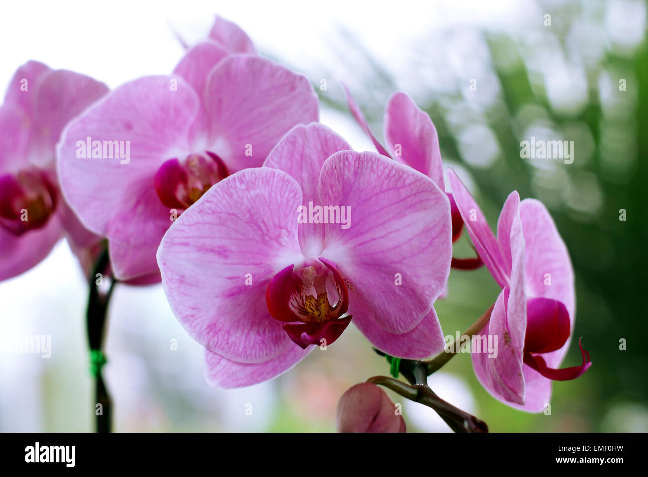Beautiful multi colored multi orchids hi-res stock photography and ...