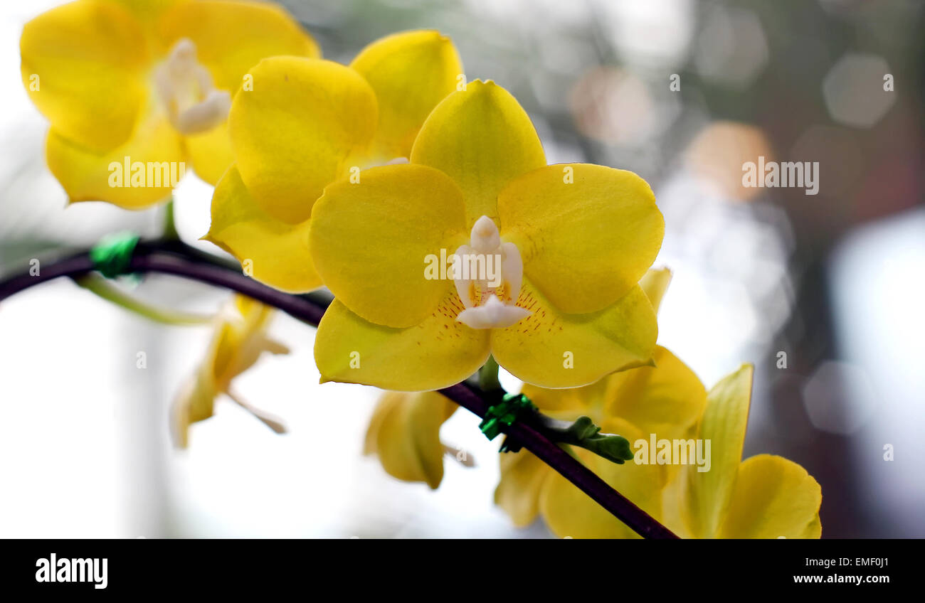 Beautiful multi colored multi orchids hi-res stock photography and ...