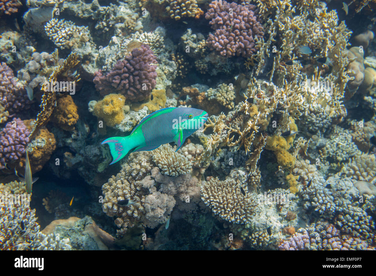 Medium size green scarus fish Stock Photo - Alamy
