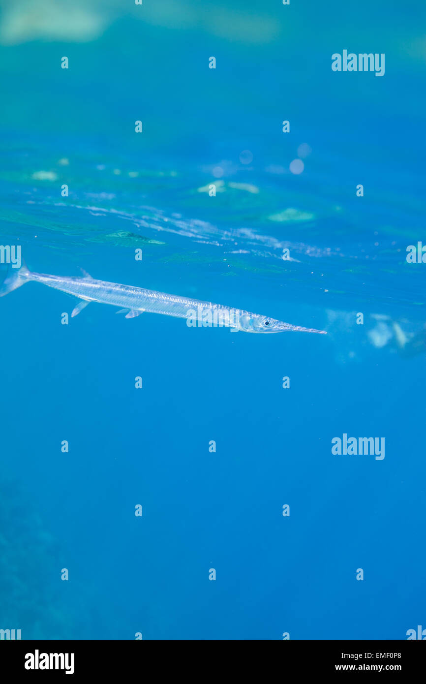 Needle fish underwater in red sea while snorkelling Stock Photo - Alamy