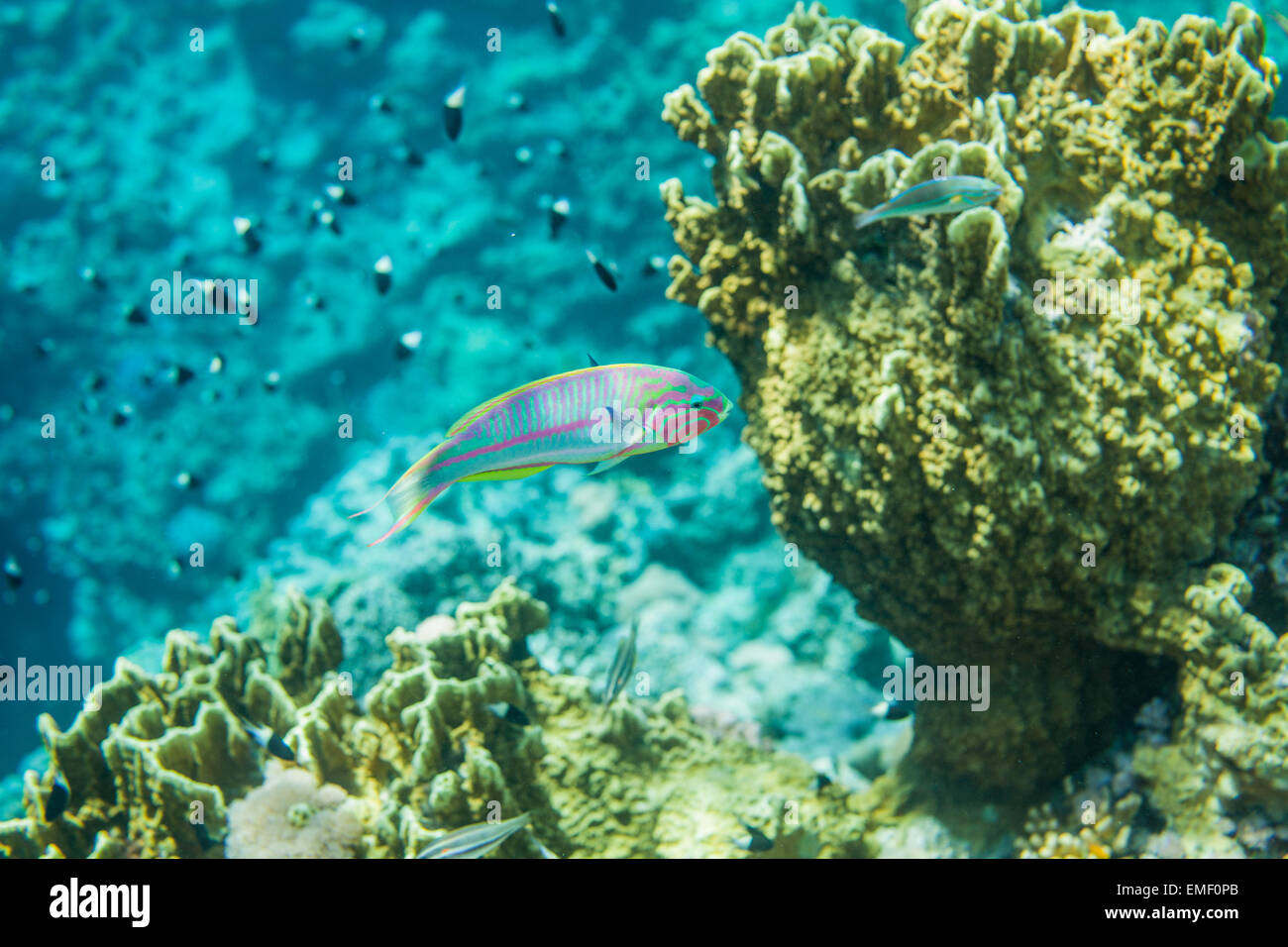 Red sea coral reef fish Stock Photo - Alamy