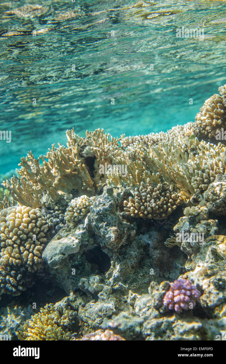 Red sea coral reef Stock Photo - Alamy