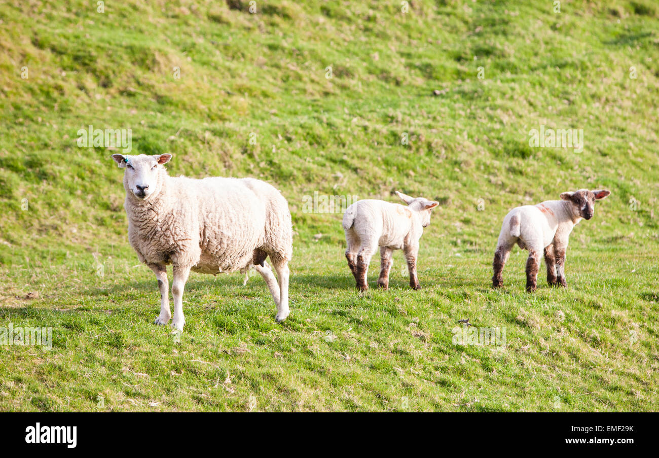 Borth train station this remote hi-res stock photography and images - Alamy