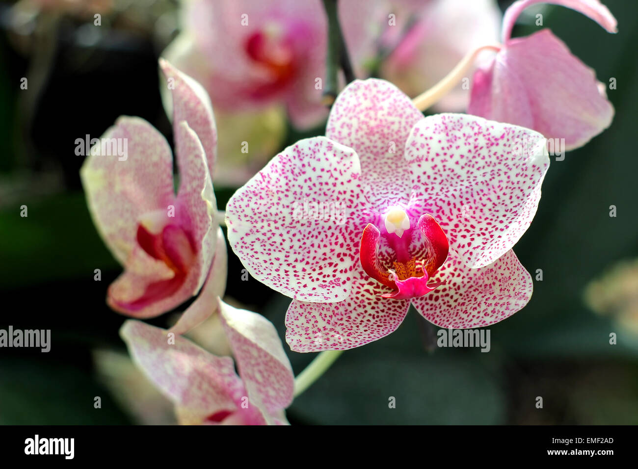 Beautiful multi colored multi orchids hi-res stock photography and ...
