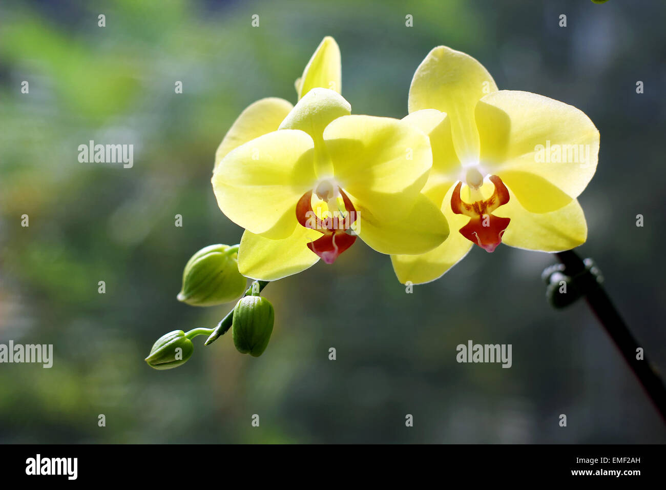 Beautiful multi colored multi orchids hi-res stock photography and ...