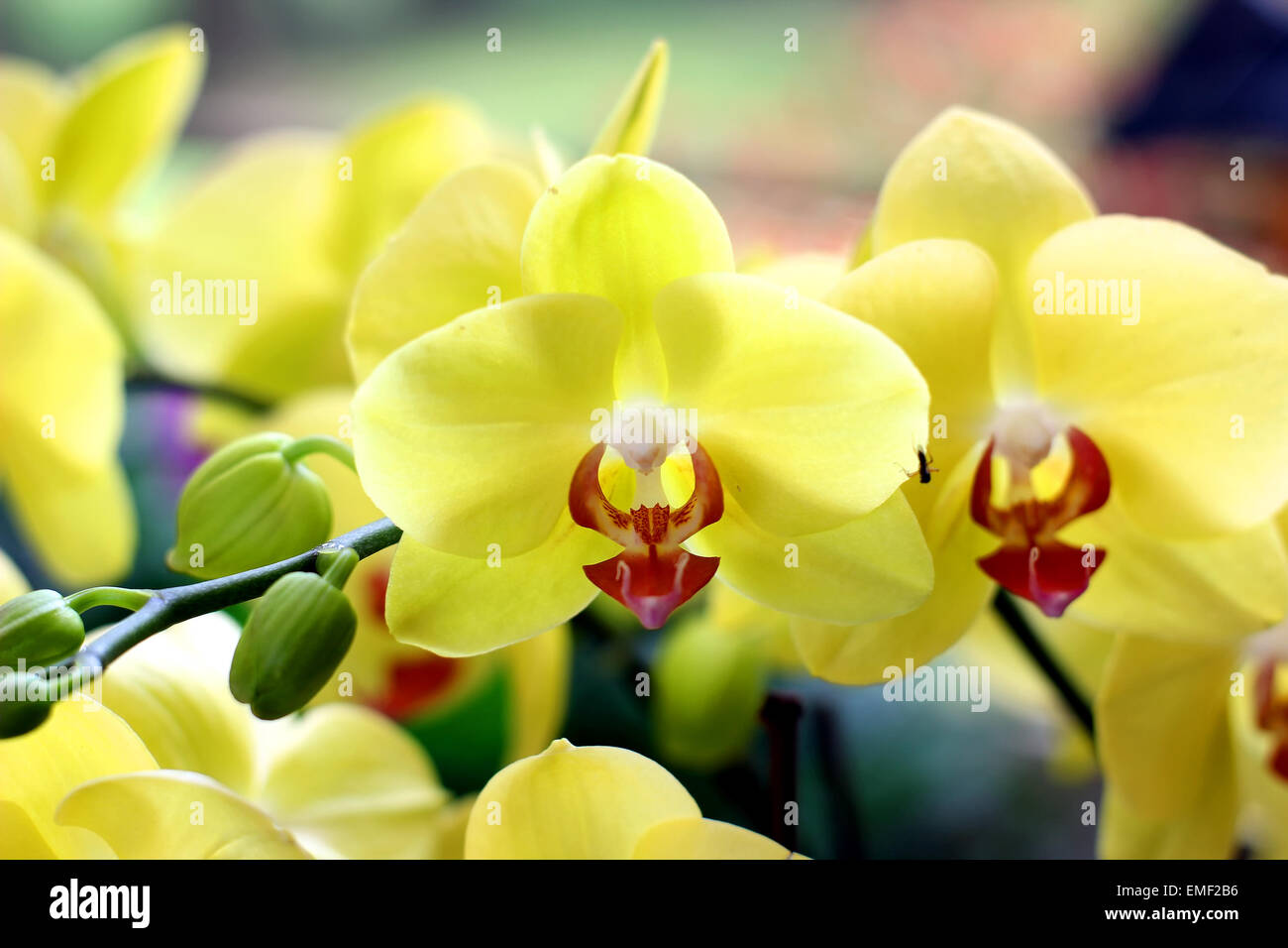 Beautiful multi colored multi orchids hi-res stock photography and ...