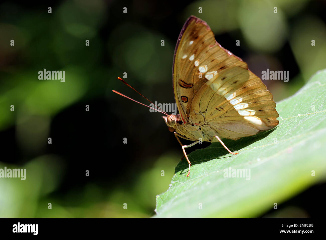 Beautiful Butterfly in the Natural Stock Photo - Alamy