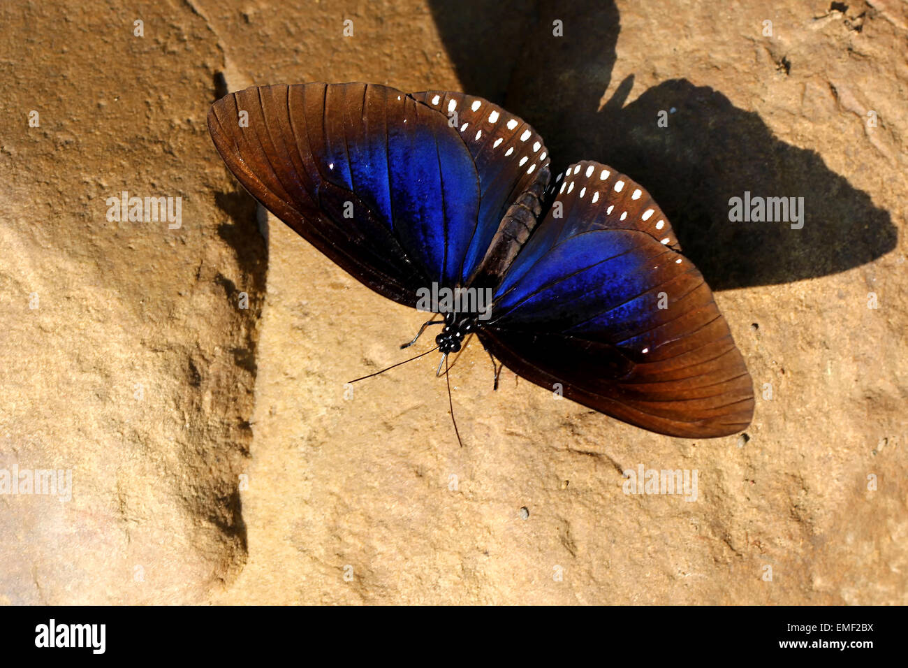 Beautiful butterfly in the natural Stock Photo - Alamy