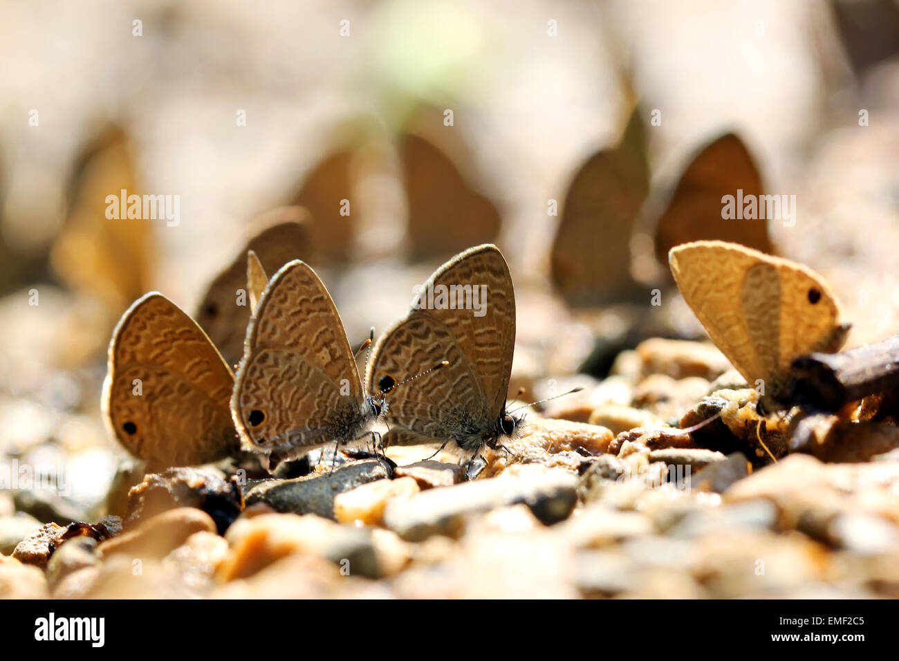 Beautiful butterfly in the natural Stock Photo - Alamy