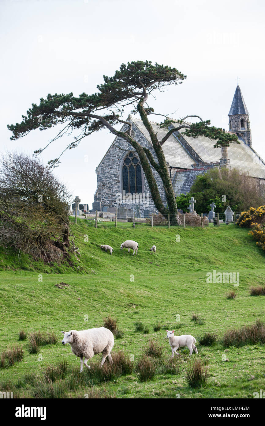 Sheep and lambs at St. Matthew's Church,Borth,near Aberystwyth ...