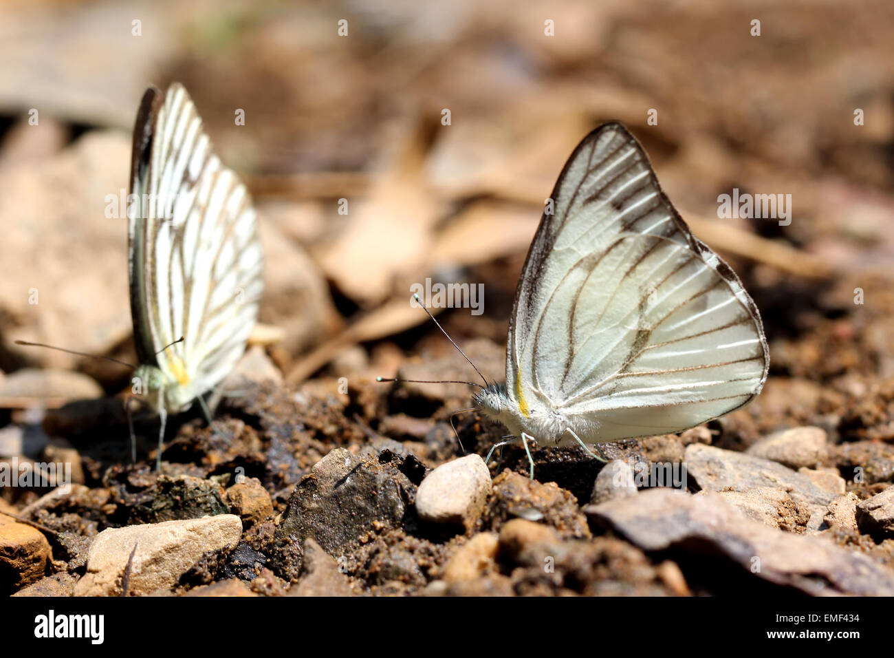 Beautiful butterfly in the natural Stock Photo - Alamy
