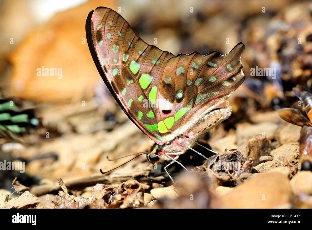 Beautiful butterfly in the natural Stock Photo - Alamy