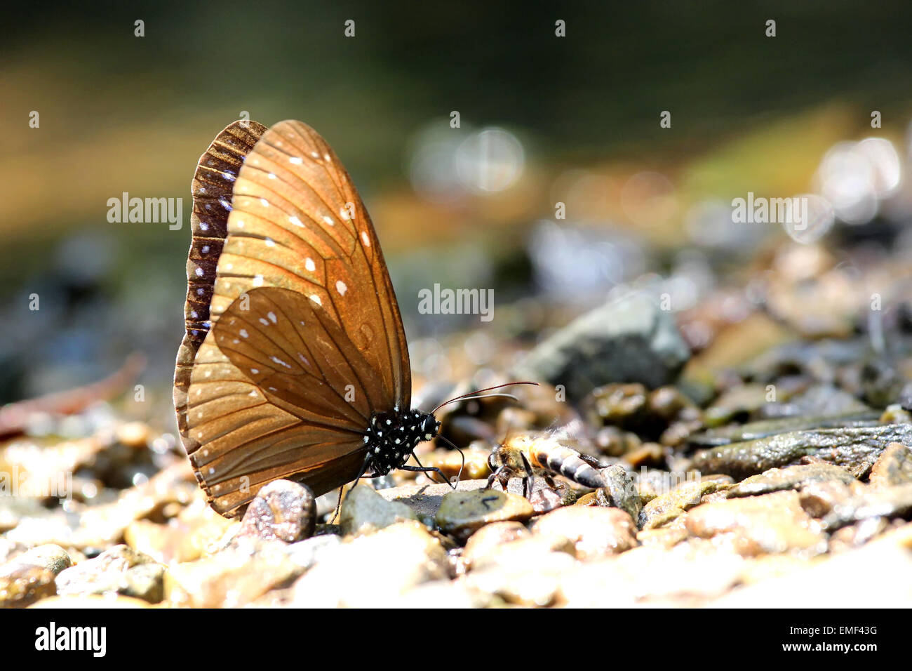 Beautiful butterfly in the natural Stock Photo - Alamy