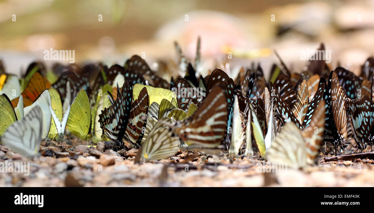 Beautiful butterfly in the natural Stock Photo - Alamy