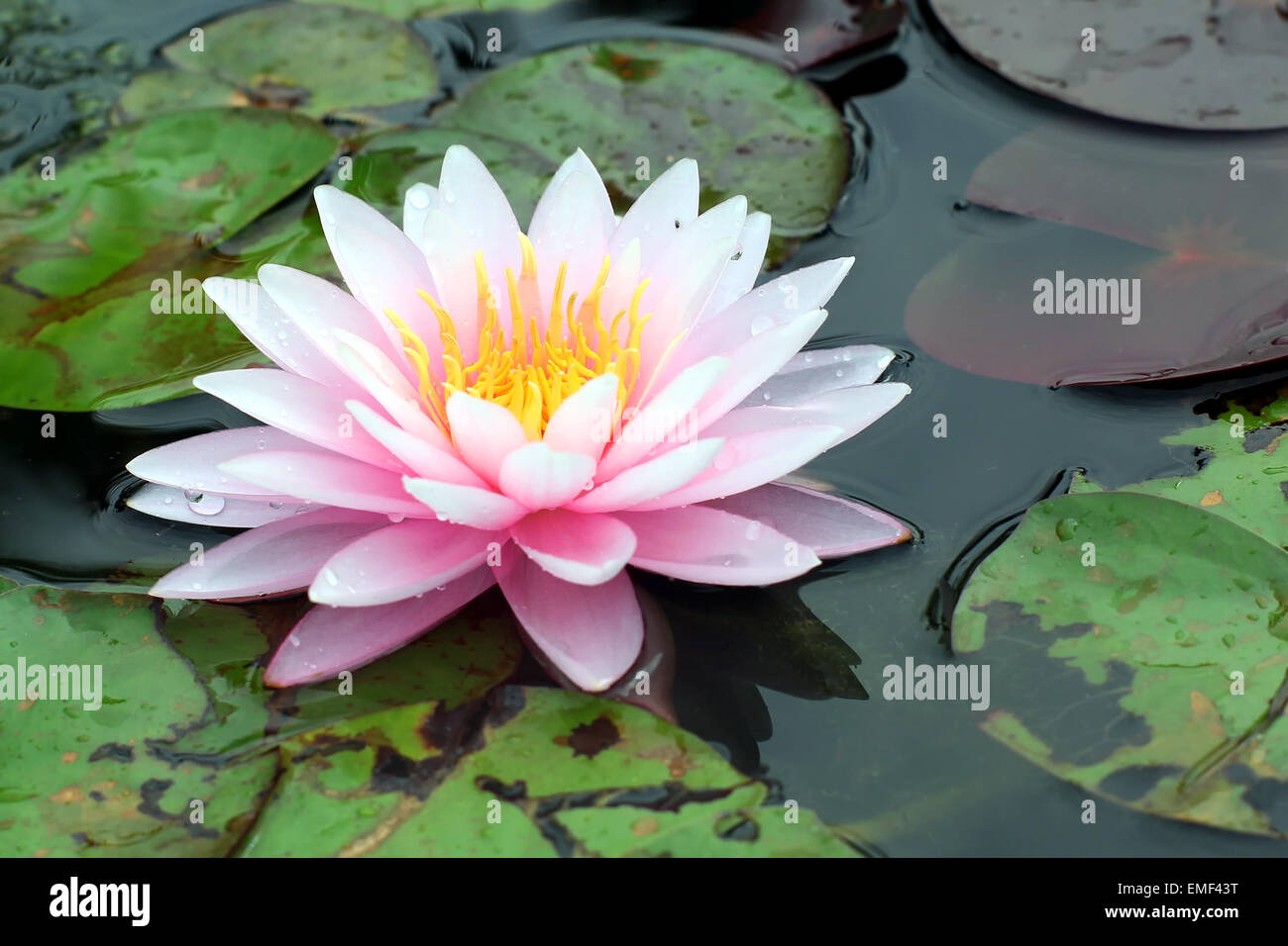 Beautiful lotus flower on water Stock Photo - Alamy