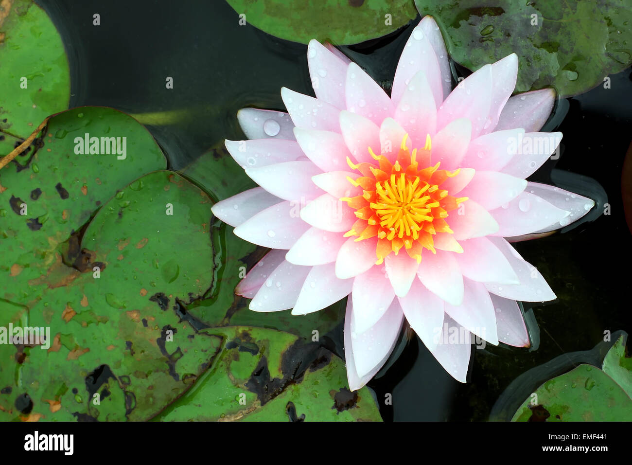 Beautiful lotus flower on water Stock Photo - Alamy