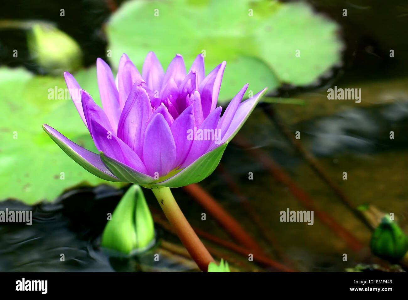 Beautiful lotus flower on water Stock Photo - Alamy