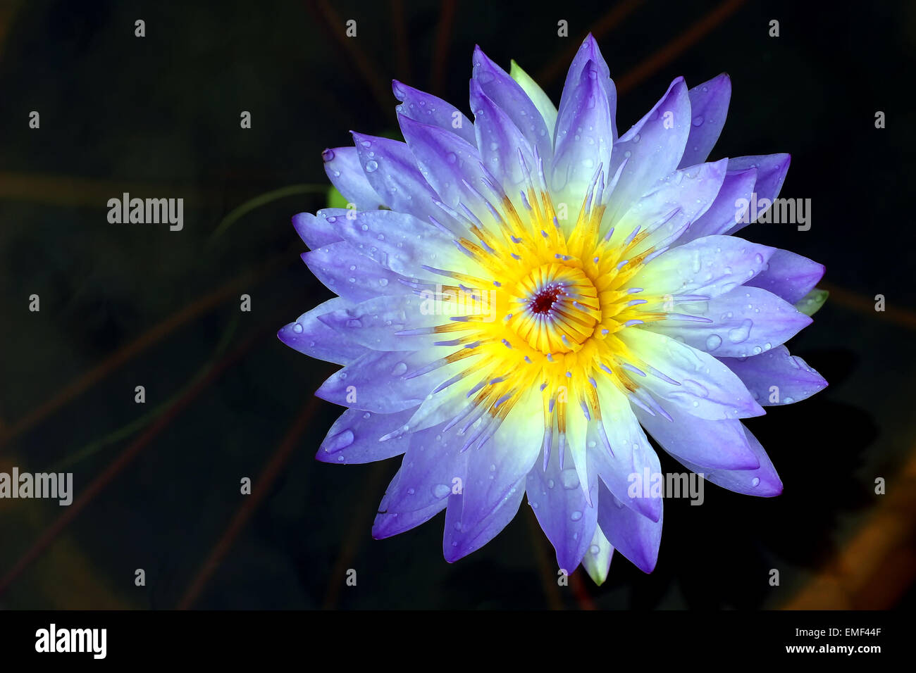 Beautiful lotus flower on water Stock Photo - Alamy
