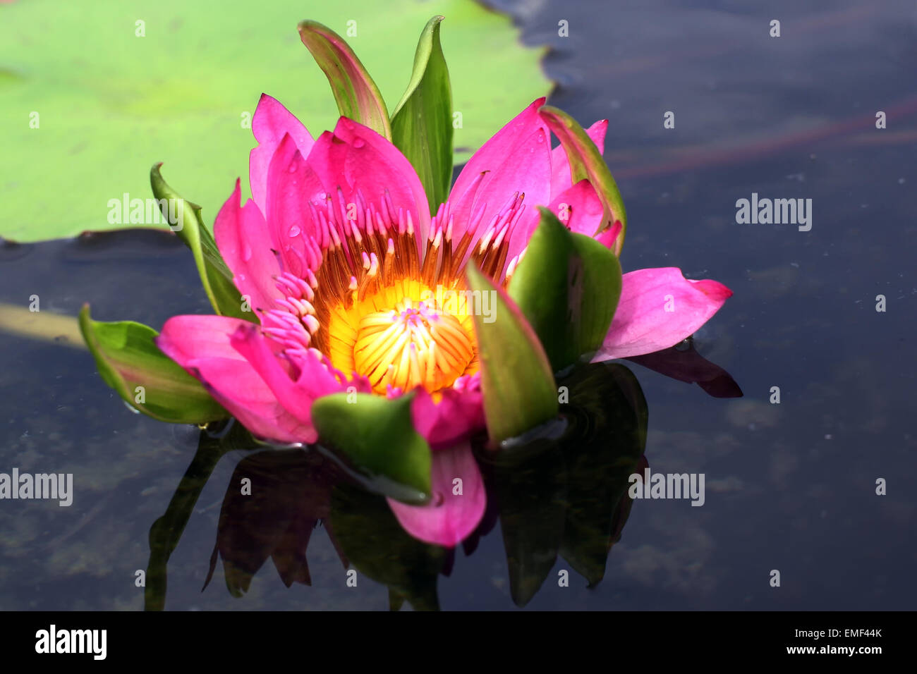 Beautiful lotus flower on water Stock Photo - Alamy