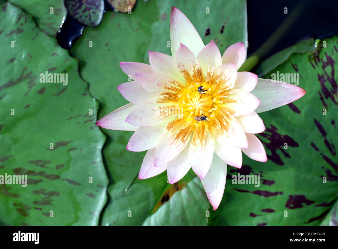 Beautiful lotus flower on water Stock Photo - Alamy