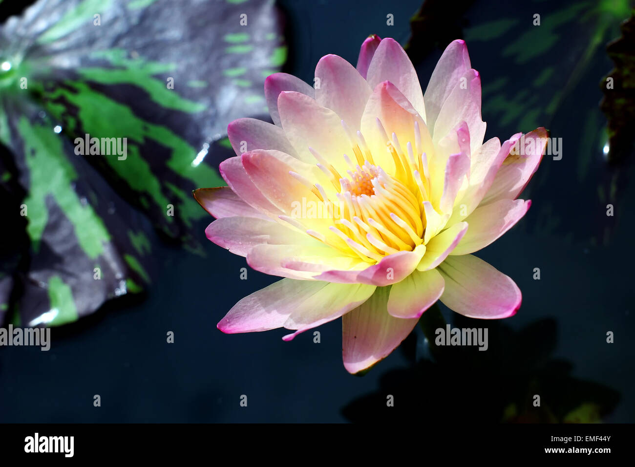 Beautiful lotus flower on water Stock Photo - Alamy