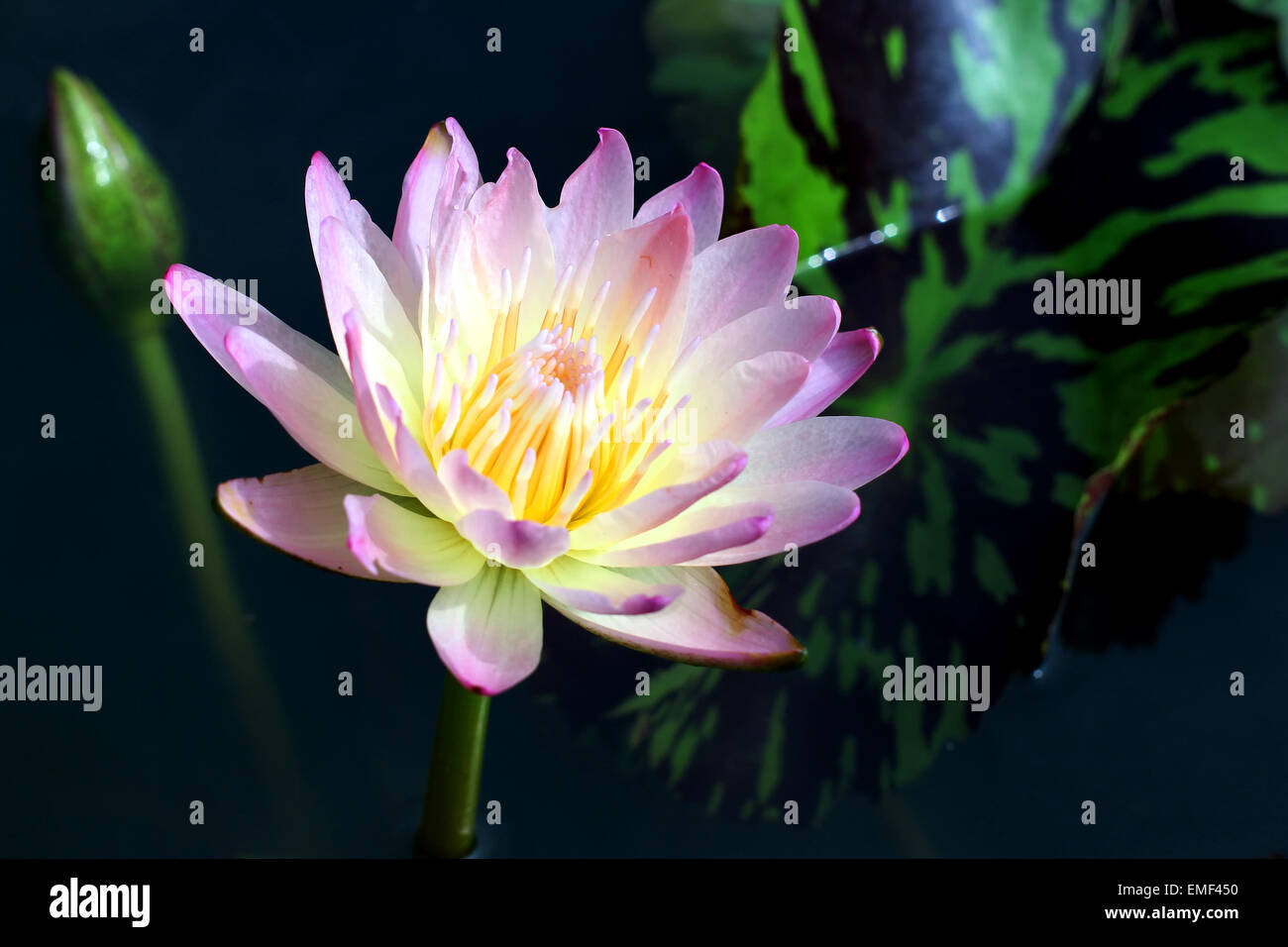 Beautiful lotus flower on water Stock Photo - Alamy