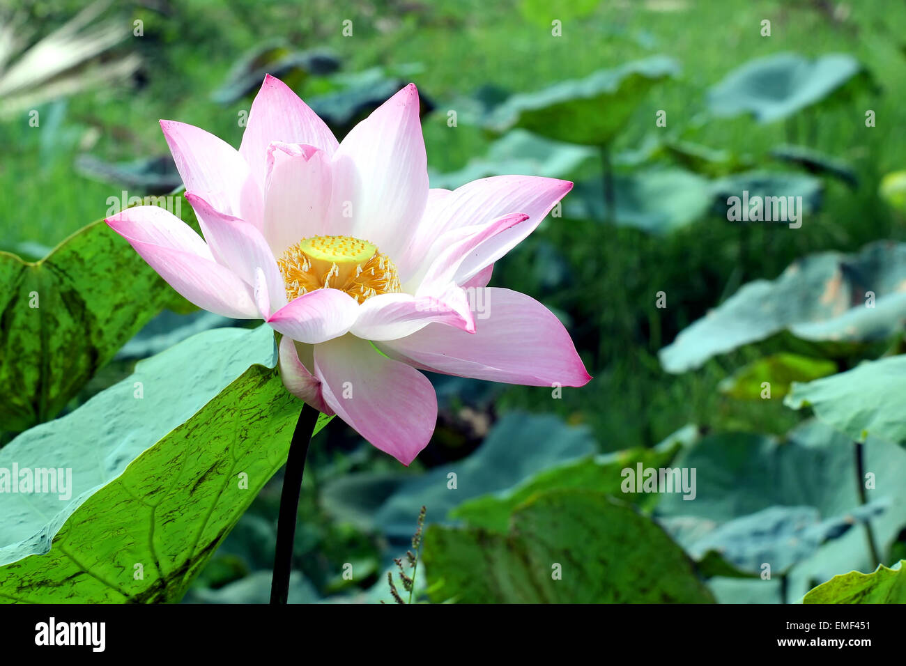 Beautiful lotus flower in the field Stock Photo - Alamy