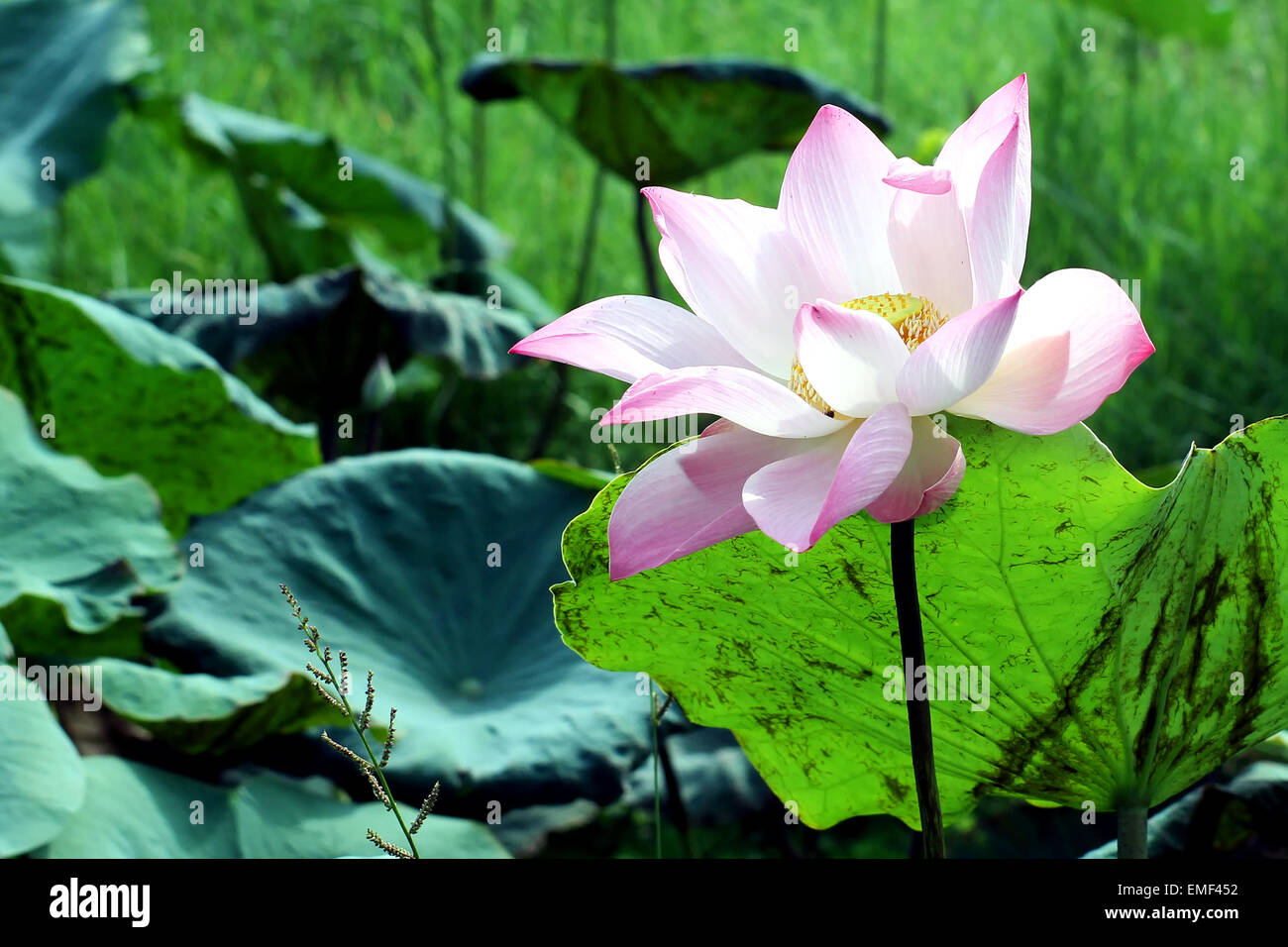 Beautiful lotus flower in the field Stock Photo - Alamy