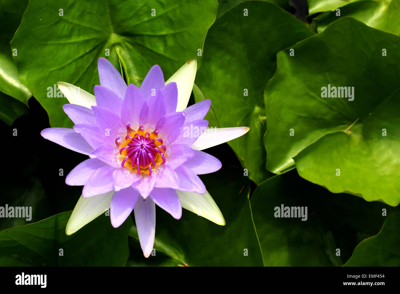 Beautiful lotus flower on water Stock Photo - Alamy