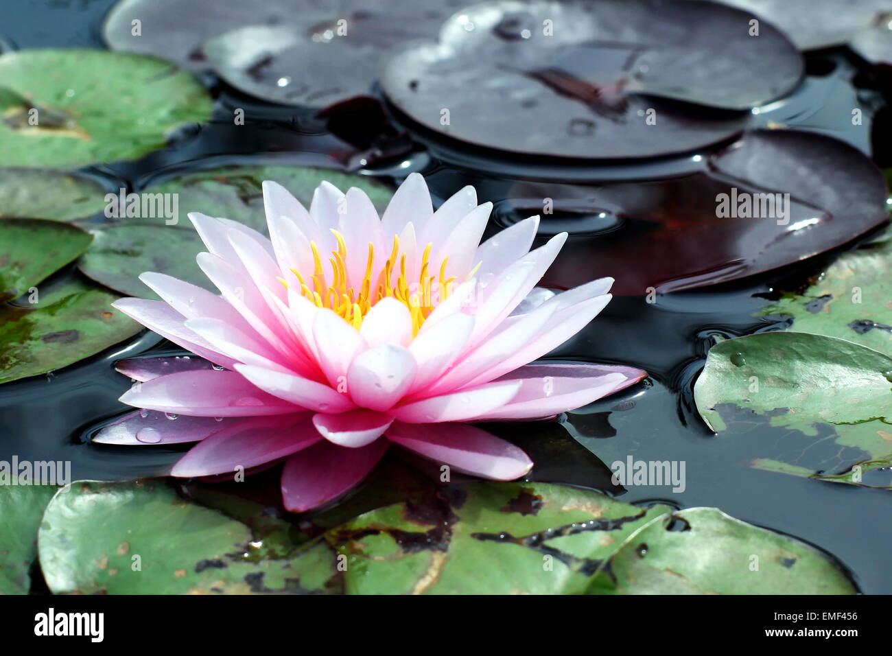 Beautiful lotus flower on water Stock Photo - Alamy