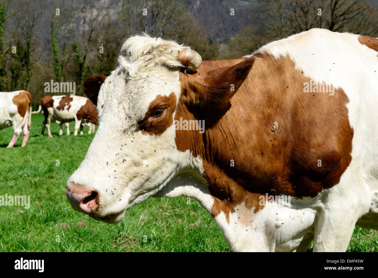 Close up on head cow hi-res stock photography and images - Alamy