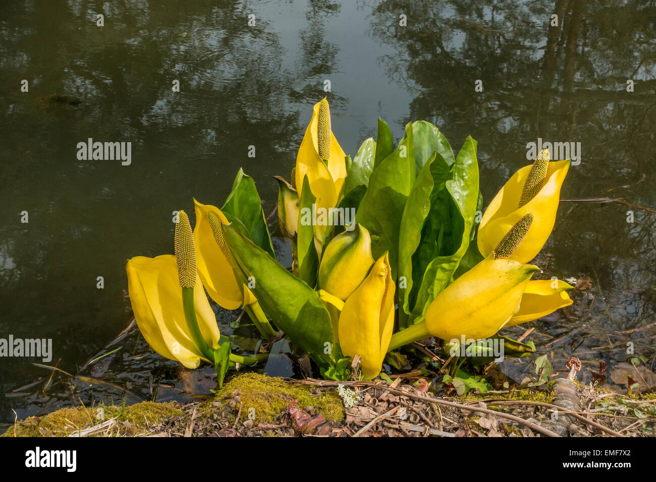 Swamp lily hi-res stock photography and images - Alamy