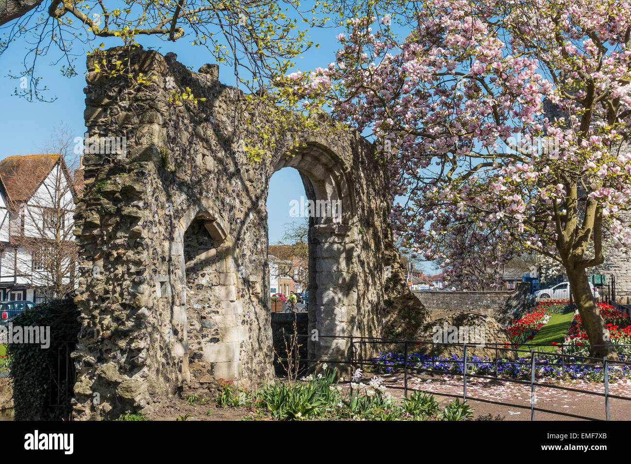 Westgate Gardens Canterbury in Spring River Stour Blossom Tulips Stock ...
