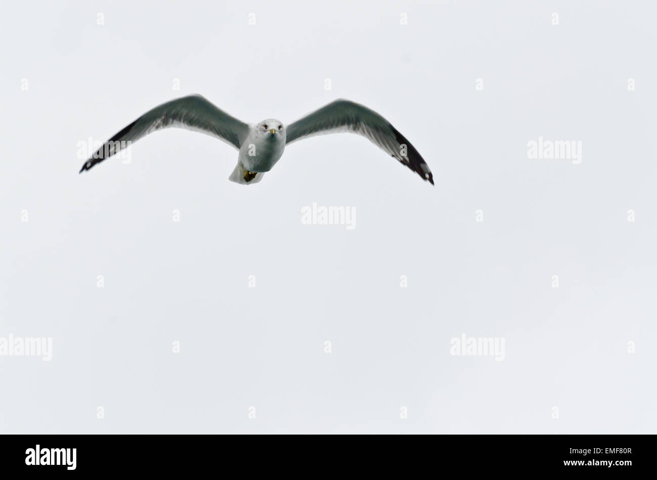 Gull in flight on white sky background Stock Photo - Alamy