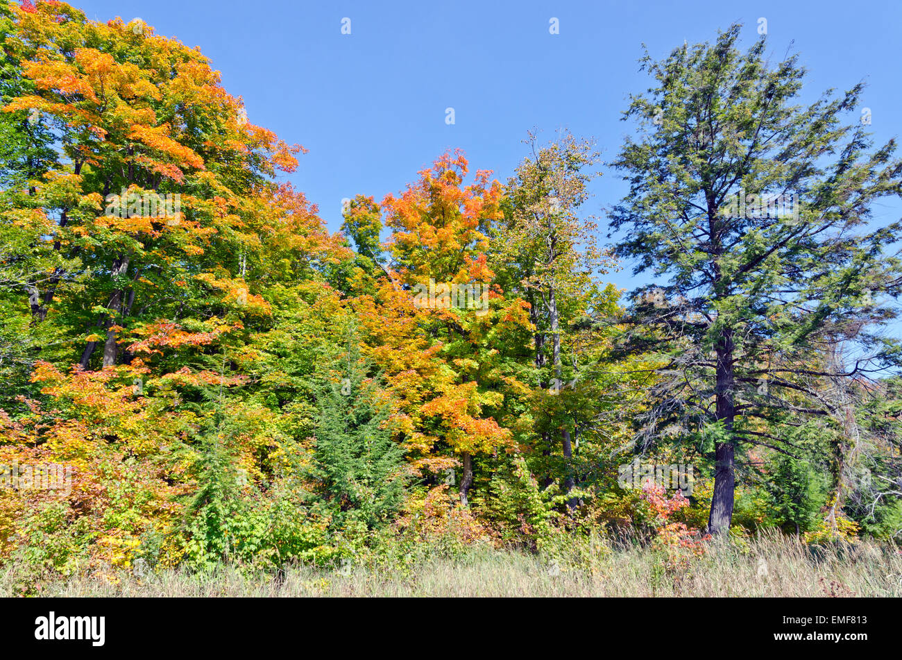 Autumn colors near Ottawa river valley in sunny day Stock Photo - Alamy