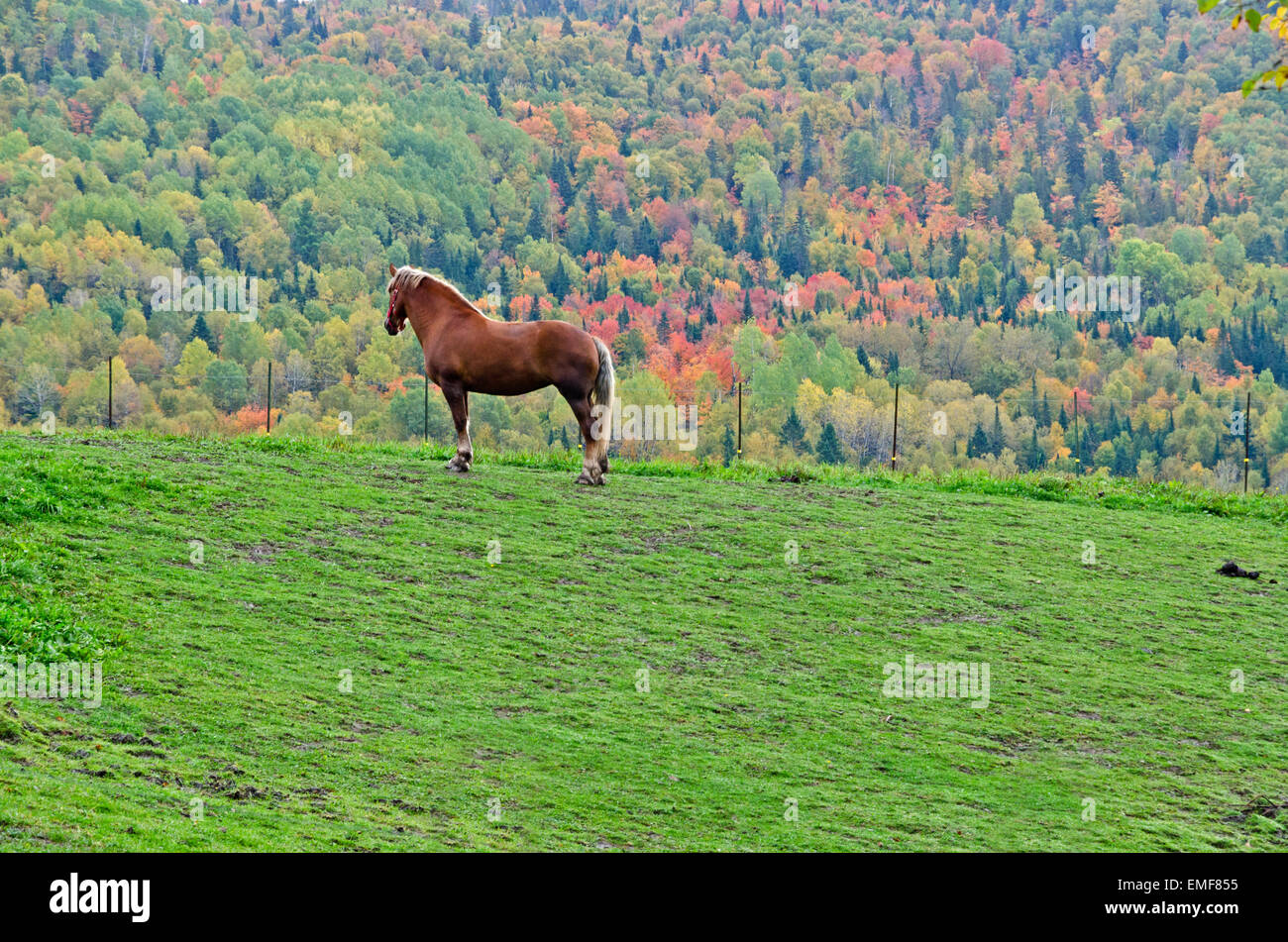 Brown horse on colorful trees background Stock Photo - Alamy