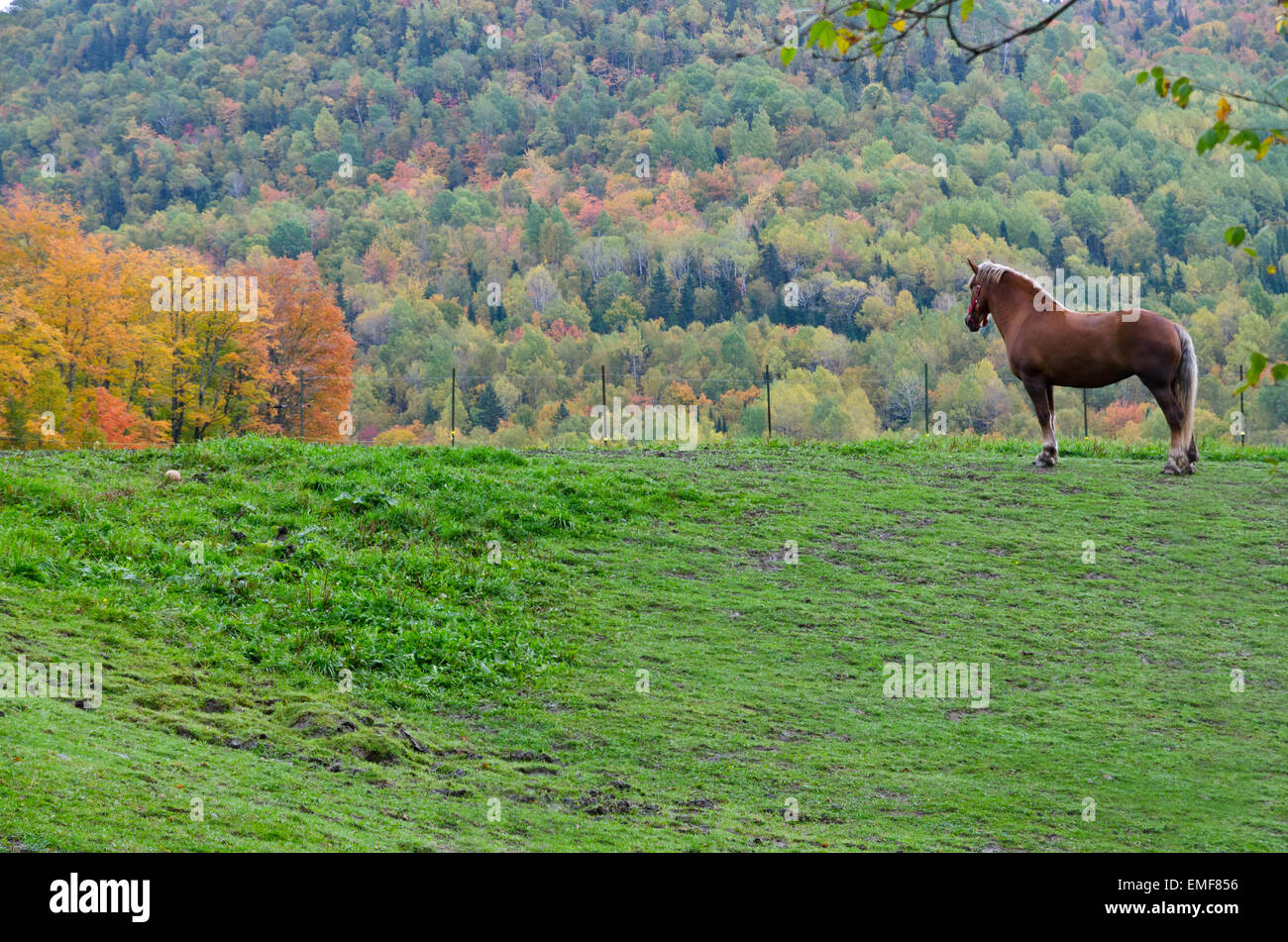 Brown horse on colorful trees background Stock Photo - Alamy