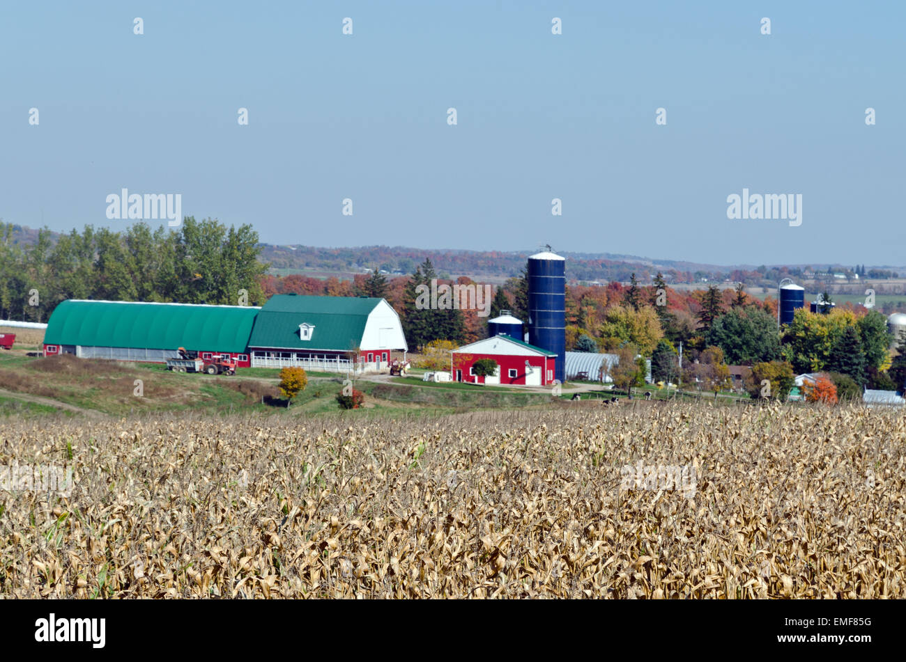 Field of corn being harvested on an autumn day Stock Photo - Alamy